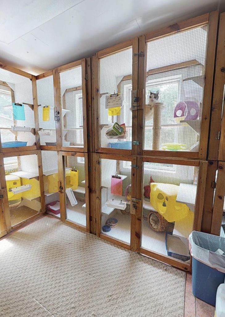 The Woodlands Pet Resort and Spa | Private Cattery